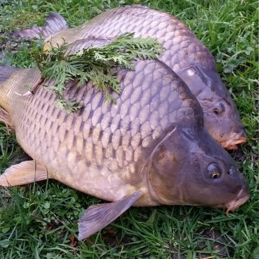 Vyprážaný kapor - Recepty - Háčik